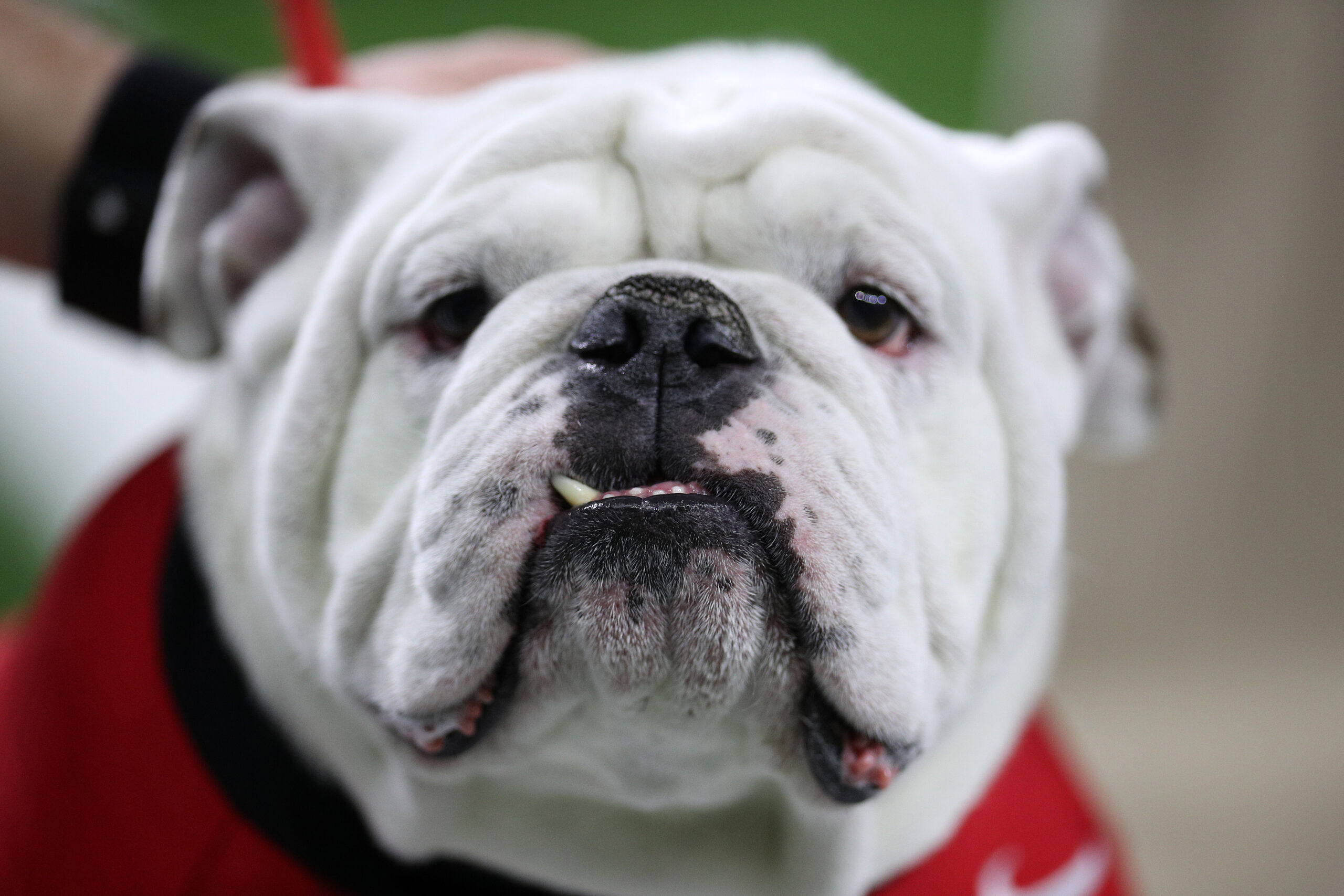 Tale of the Tape: Uga, Georgia’s English Bulldog, vs. Bevo, Texas’s ...