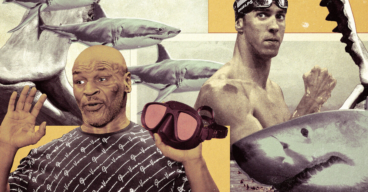 The Shark Week Superlatives - The Ringer