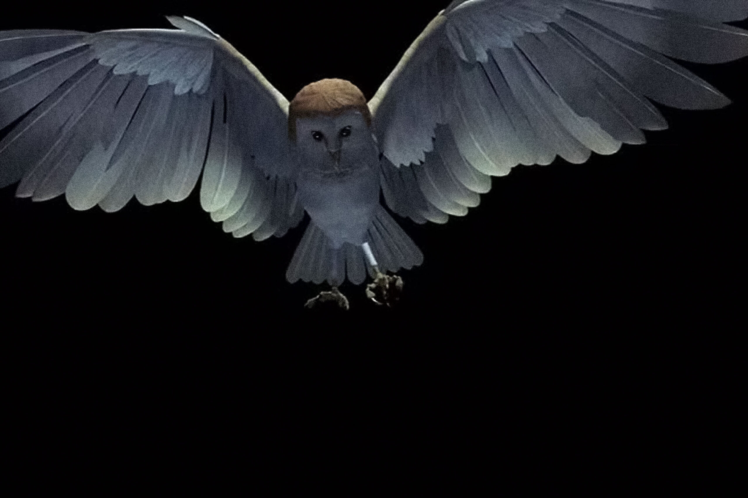 The Most Superb Owl in Movies or TV - The Ringer